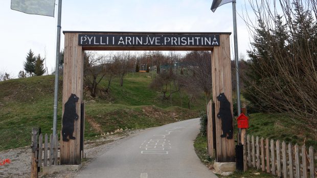 pylli i arinjeve - Prishtina Insight Prishtina Insight