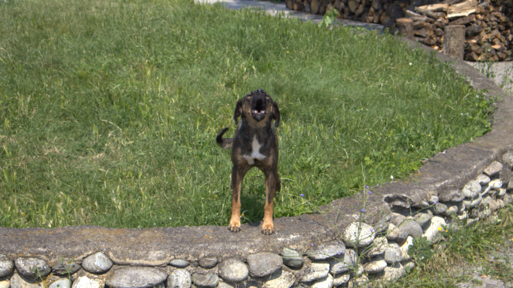 kdkdkd - Prishtina Insight Prishtina Insight